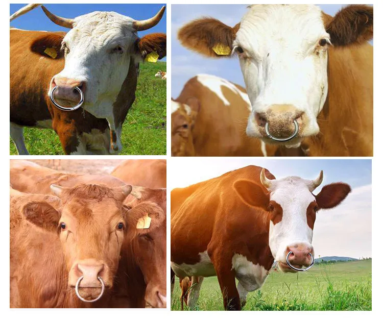 Livestock Nose Ring - Veterinary Cattle Hoop Nose Clip