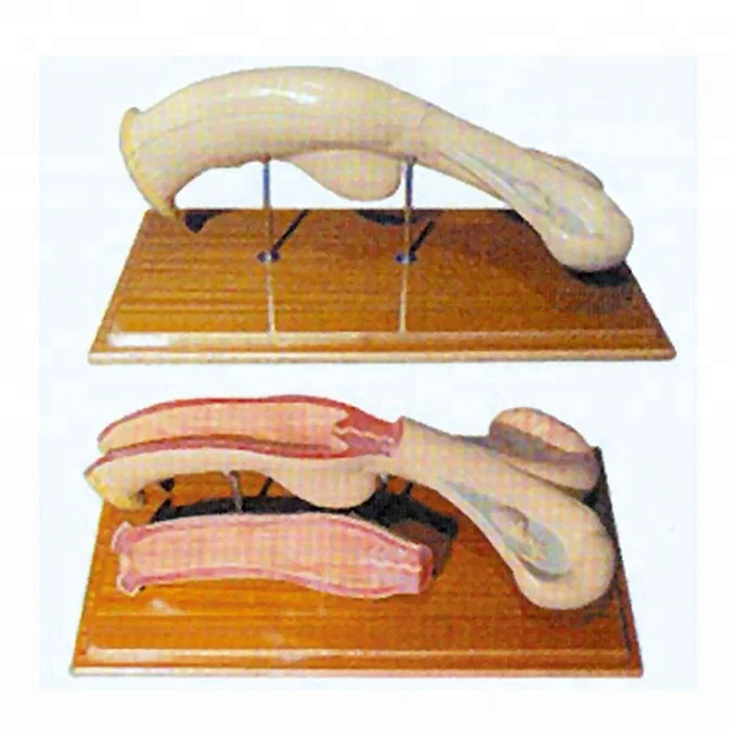 Animal Veterinary Cow Uterus Anatomical Model - YDM020010