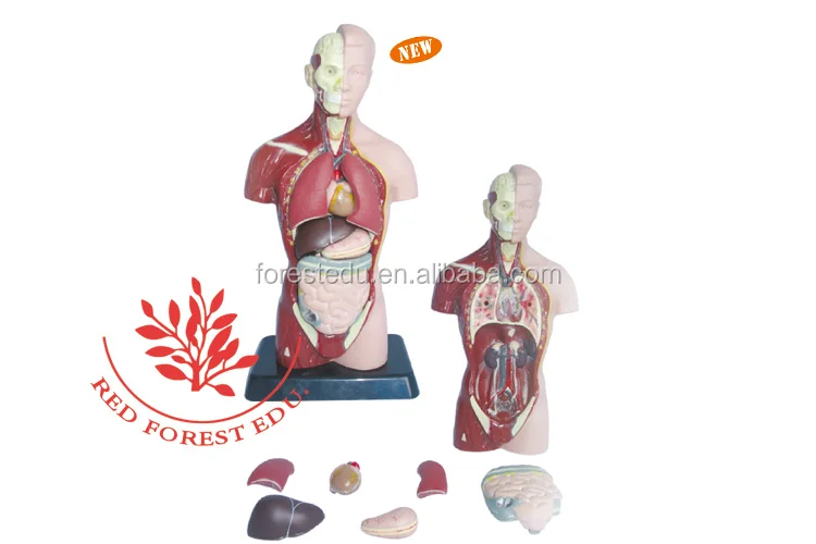 Human Torso Model with Head, Neck, and Trunk - Forestedu.