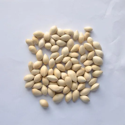 Bai Guo Popular Good Quality Fresh Raw Ginkgo Nuts In Shell - Buy Fresh ...