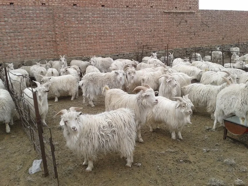 100% Pure Mongolia Dehaired Pashmina Wool Fiber Cashmere Fibre From ...