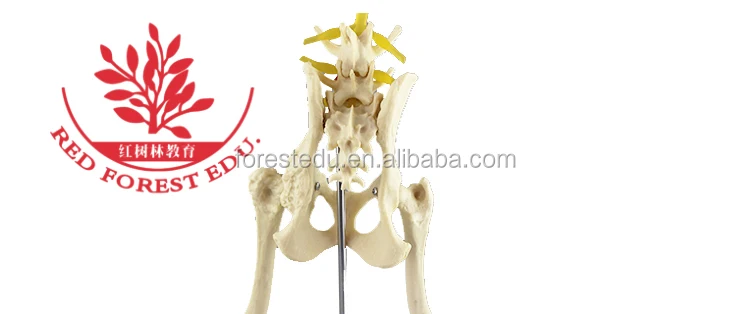 Dog Hip Joint Model - Educational Tool for Veterinary Science