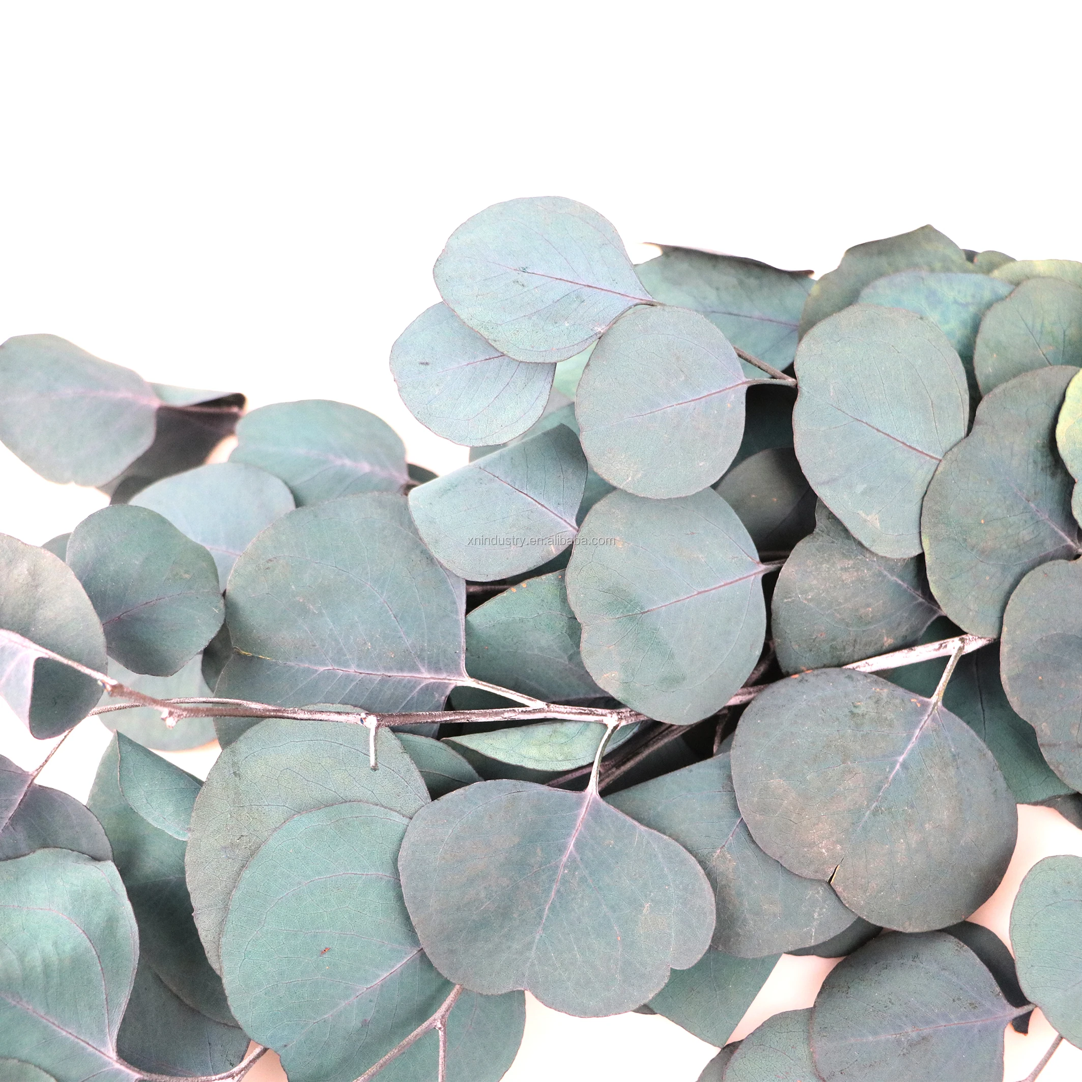 Preserved Natural Plant DIY - Everlasting Apple Eucalyptus