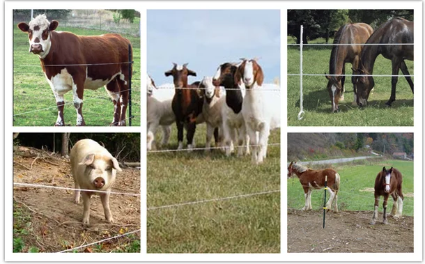 2.5mm Powered Electric Fence Polywire for Pig Farming Equipment ...