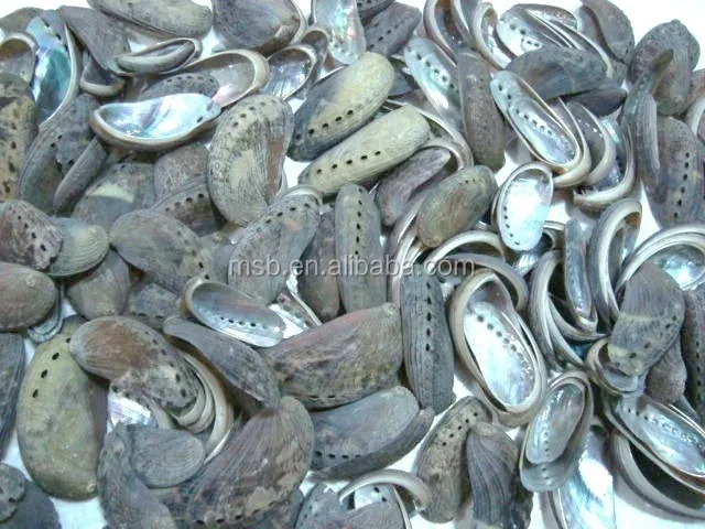Natural Donkey Ear Abalone Shell Sheets - Buy Abalone Shell Sheets ...