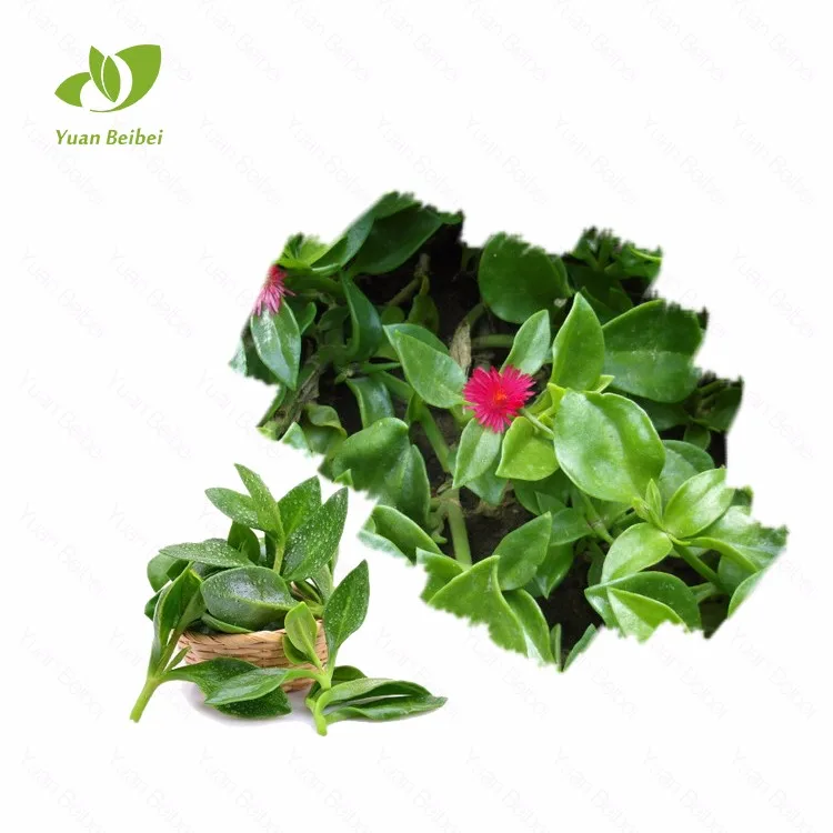 Anti Cancer High Quality Andrographolide Andrographis Paniculata Extract Buy Andrographis