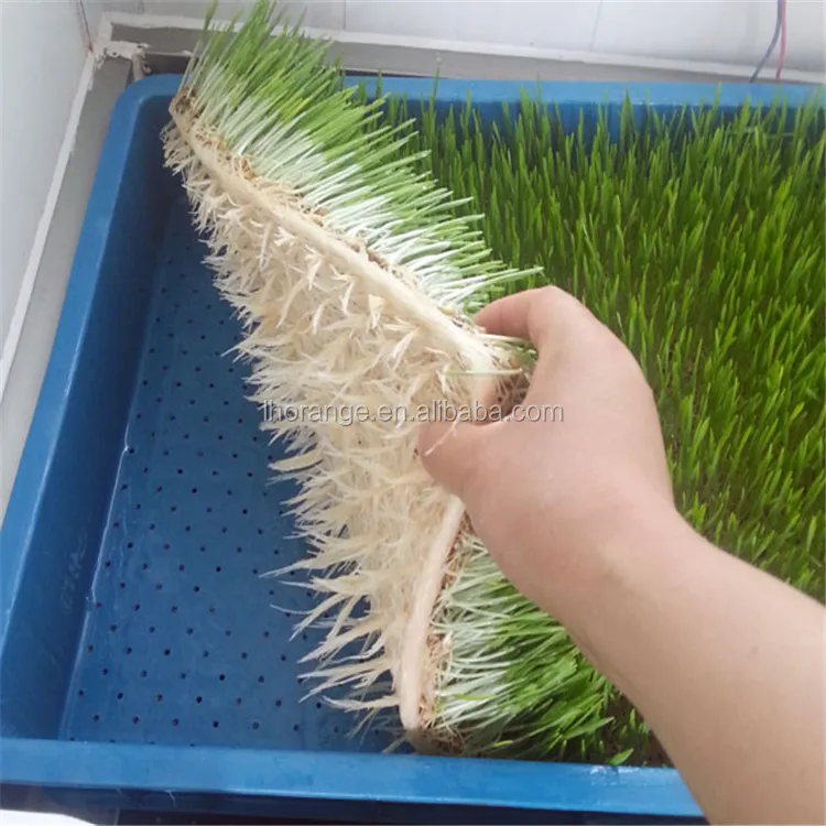 Orangemech Commercial Sprouting Equipment - High Productivity