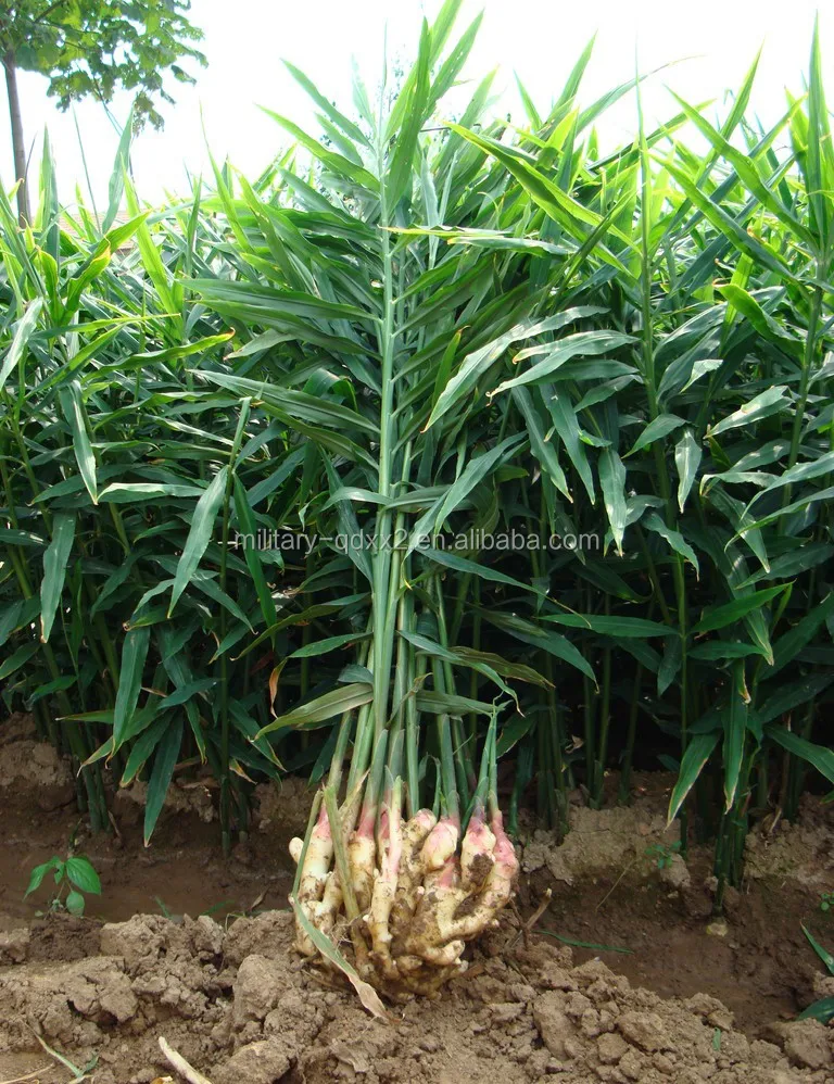 Raw Washed Ginger Export / Market Prices Of Chinese Fresh Ginger/ Fresh ...