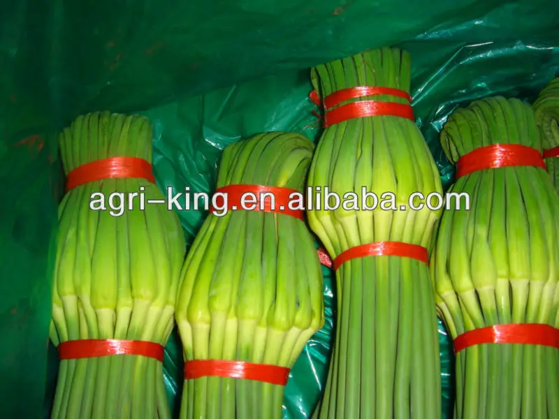 Chinese Fresh Green Garlic Sprout Stem for Sale - Cultivated with Care