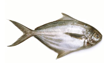 Butterfish Or Peprilus Medius - Buy Butterfish Product on Alibaba.com