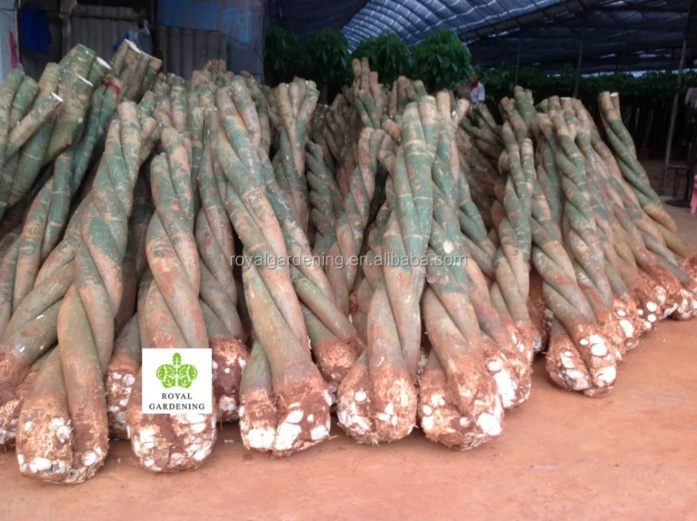 Pachira Aquatica ( Pachira Macrocarpa ) 60cm - Buy Pachira Macrocarpa ...