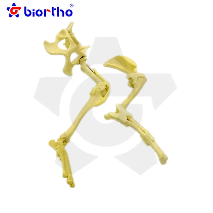 Veterinary Puppy Bone Model Orthopedic Instruments| Alibaba.com