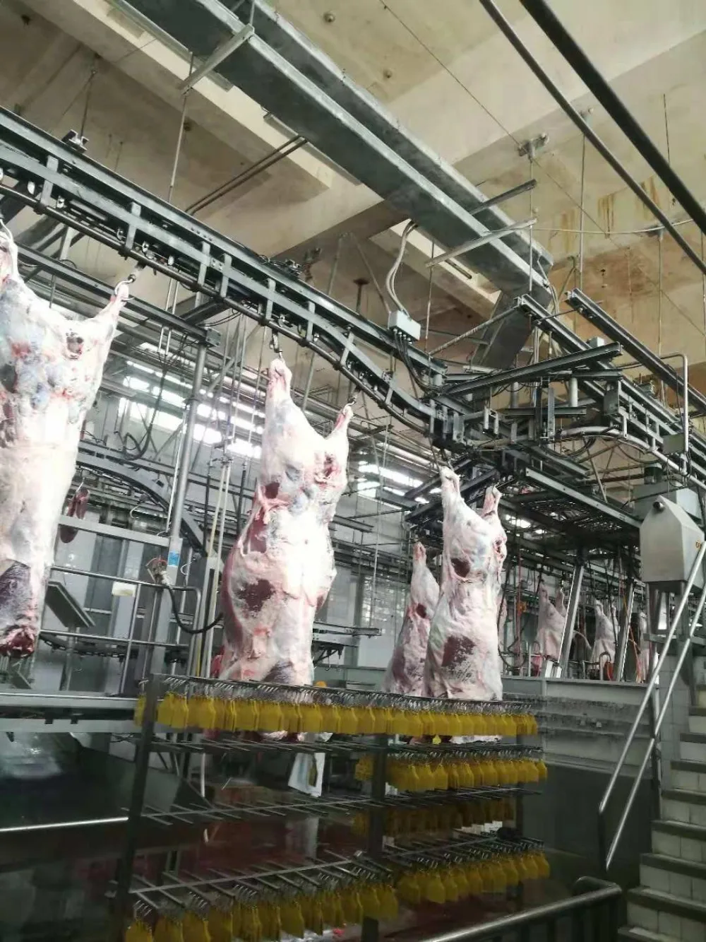 Jarvis Electric Powered Circular Saw for Cattle Slaughter