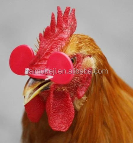 Chicken Glasses - Buy Chicken Glasses,Glasses For Chicken,Bird Glasses ...