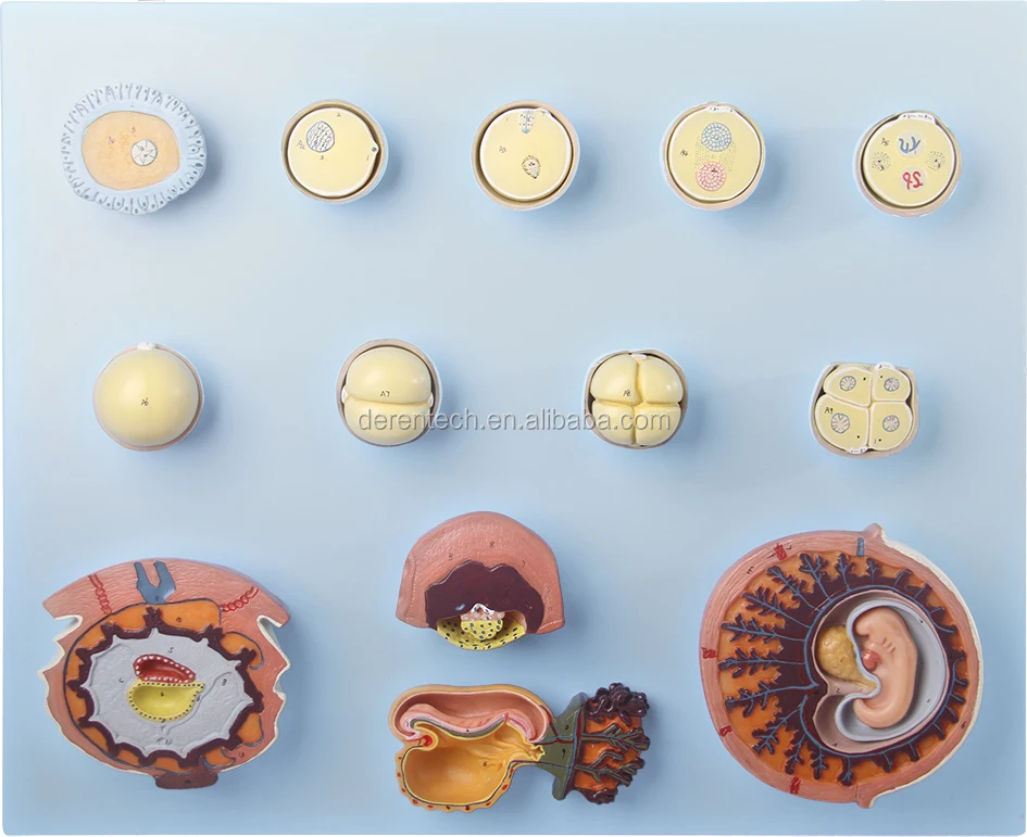 Fertilization And Early Embryonic Development Model - Buy Embryonic ...