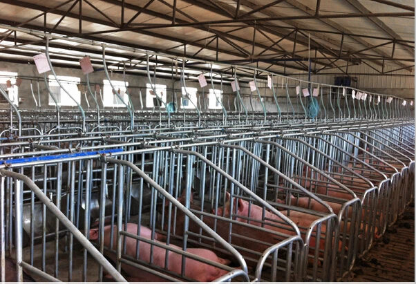 Gestation Stall For Sow/gestation Crate/hot Galvanized Stall/pig ...