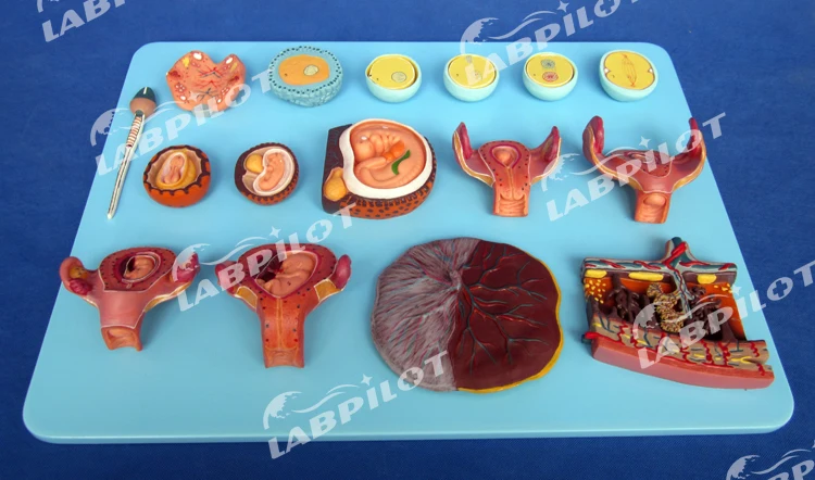 Anatomical Fertilization And Early Embryonic Development Models Ovum To ...