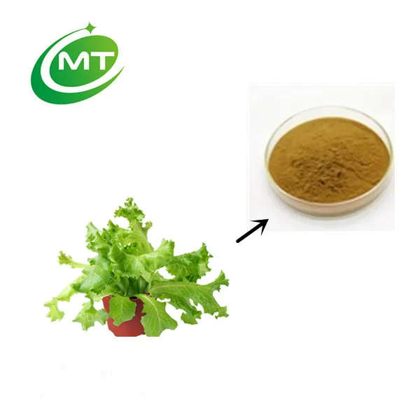 Natural 12:1 Wild Lettuce Extract - Buy Wild Lettuce Extract,Pure ...
