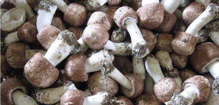 Focus Herb Agaricus Blazei Murill Mushroom Extract - Buy Agaricus ...