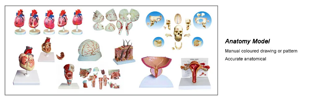 Professional Medical Intrauterine Contraceptive Device Placement ...