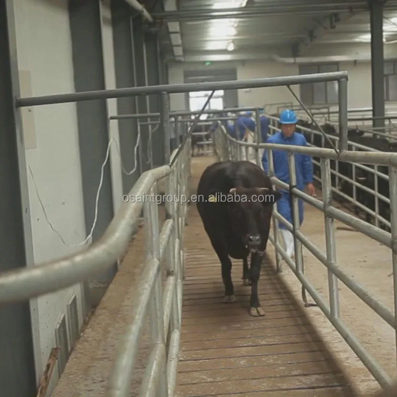 Slaughter Box For Cattle And Halal Ritual - Buy Slaughter Box For ...