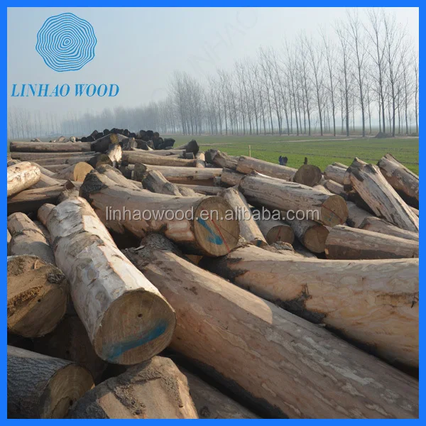 High Quality Paulownia Wood Supplier,Paulownia Timber For Sale - Buy ...