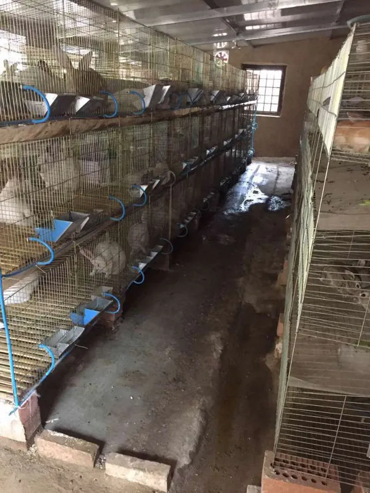 Durable Industrial Breeding Rabbit Cages - 3/4 Tiers