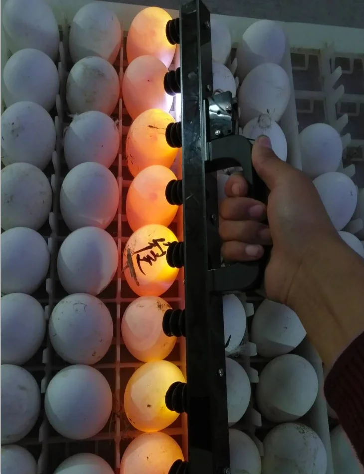 Vacuum Pump Lifter - Efficient Egg Transfer Solutions