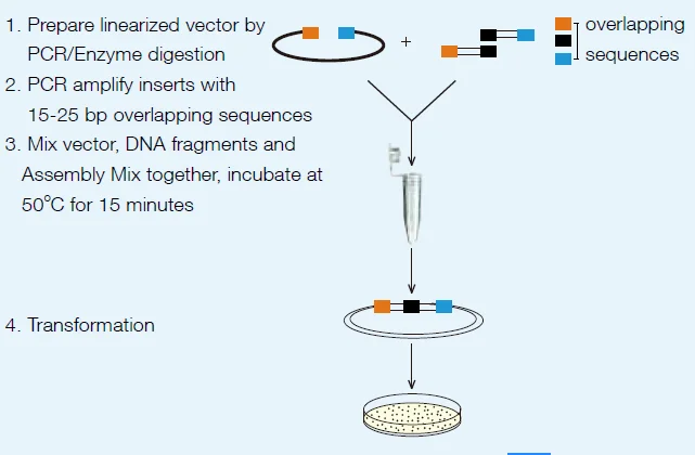 Peasy-uni Seamless Cloning And Assembly Kit - Buy Cloning Vector ...