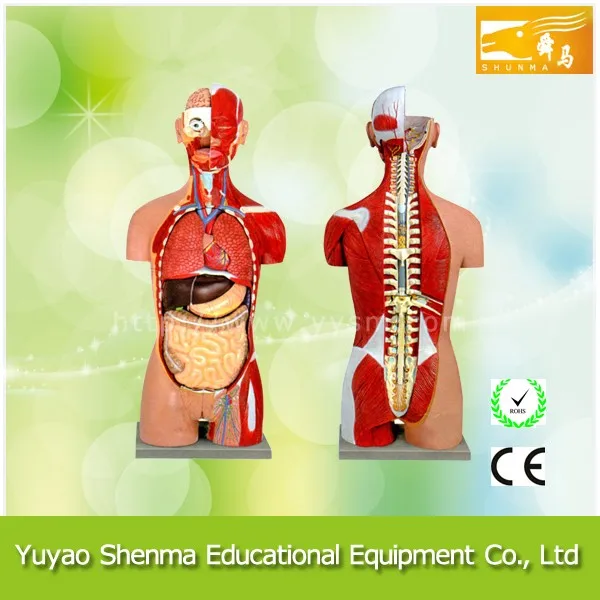 85cm Torso Model 3d Human Anatomy Torso Model Biological Medical Model ...