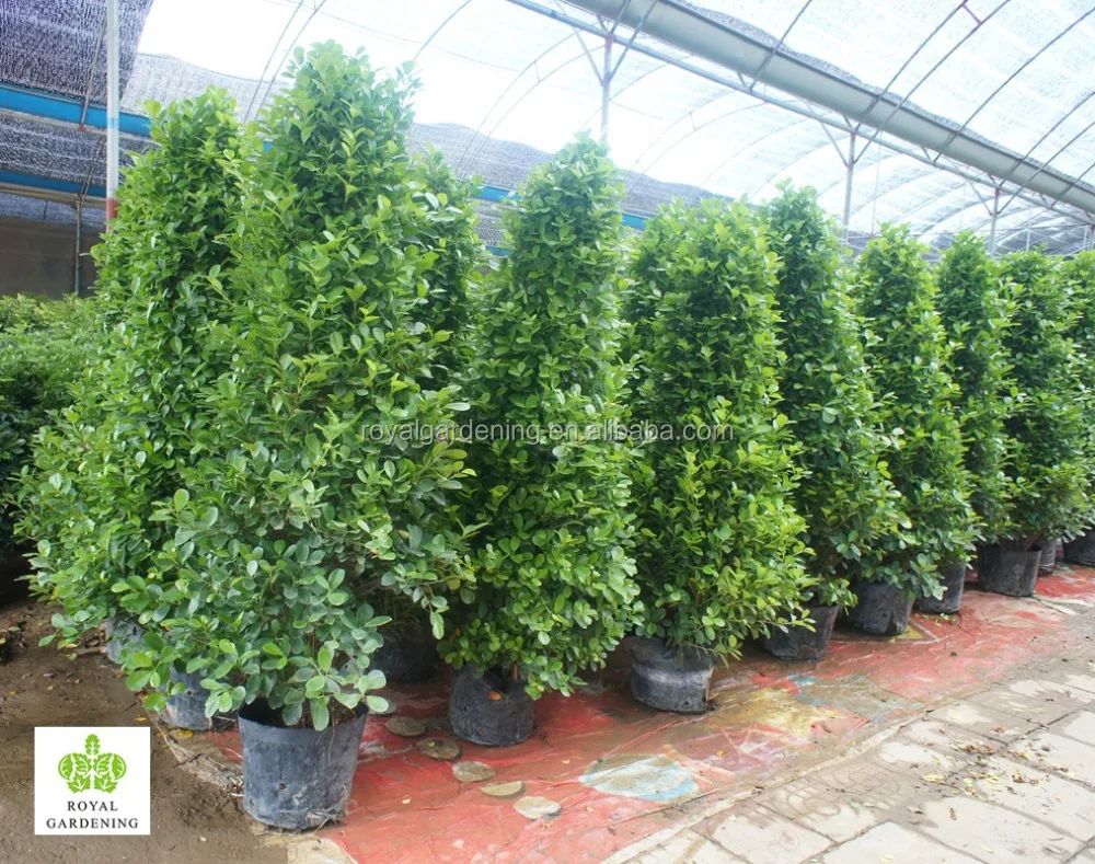 Ficus Panda Christmas Tree ( Cone Shape) 230cm High - Buy Ficus Panda ...