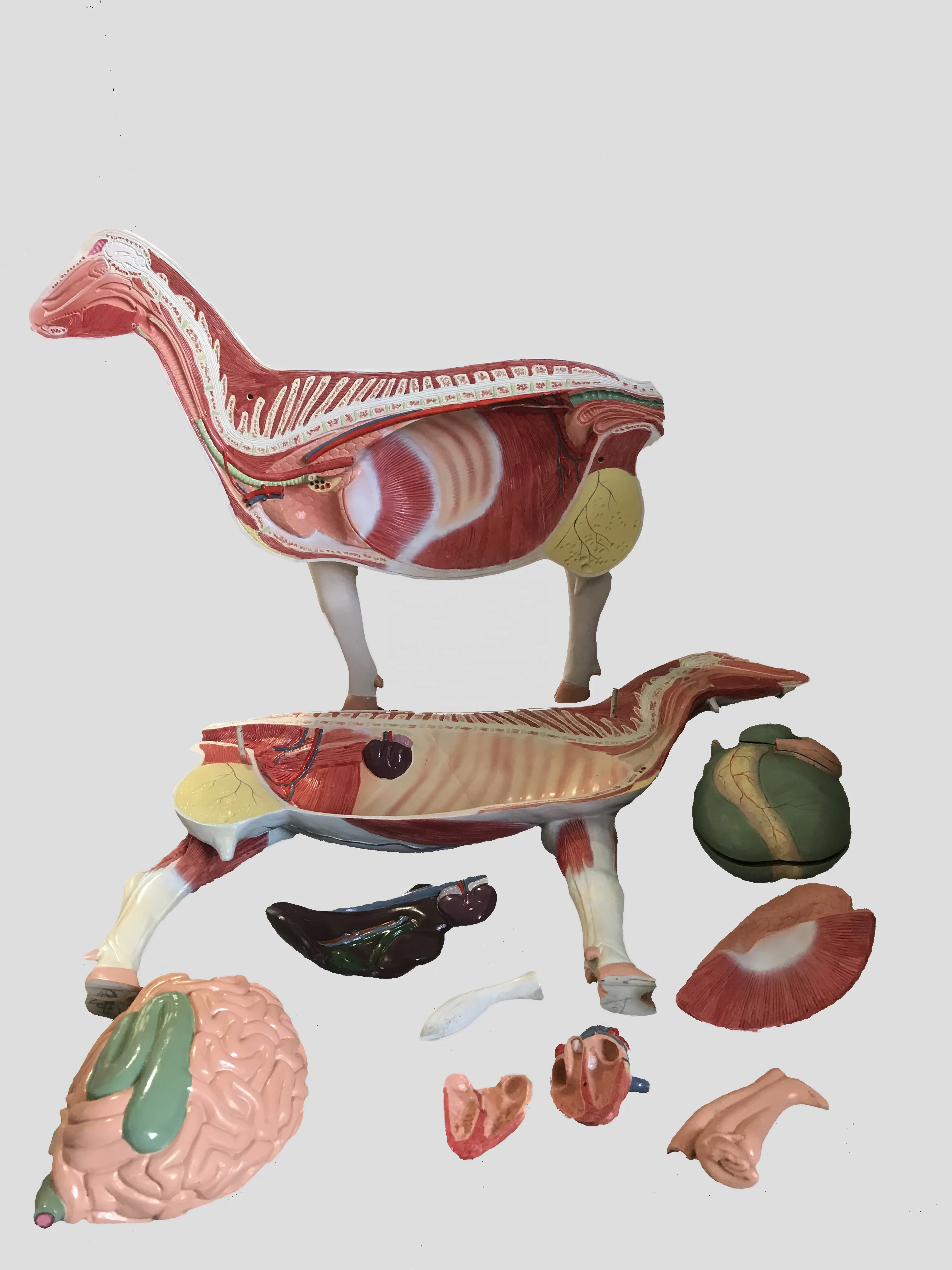 Plastic Sheep Anatomy Medical Model - Buy Plastic Sheep,Sheep ...