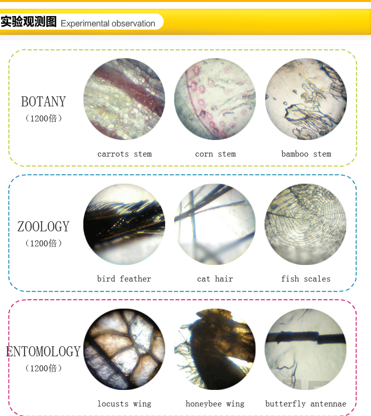 Plastic Microscope Prepared Slides Educational Science Toys Your Best ...