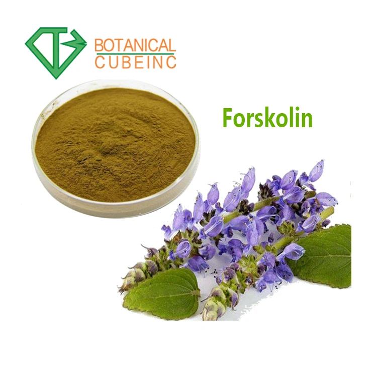 High Quality Forskolin 10% Powder In Coleus Forskohlii Price / Coleus ...