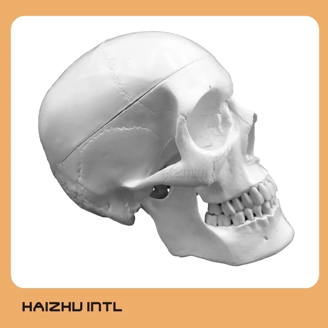 Human Medical Anatomical Skull Model - Buy Skull Model 3 Parts,Plastic ...