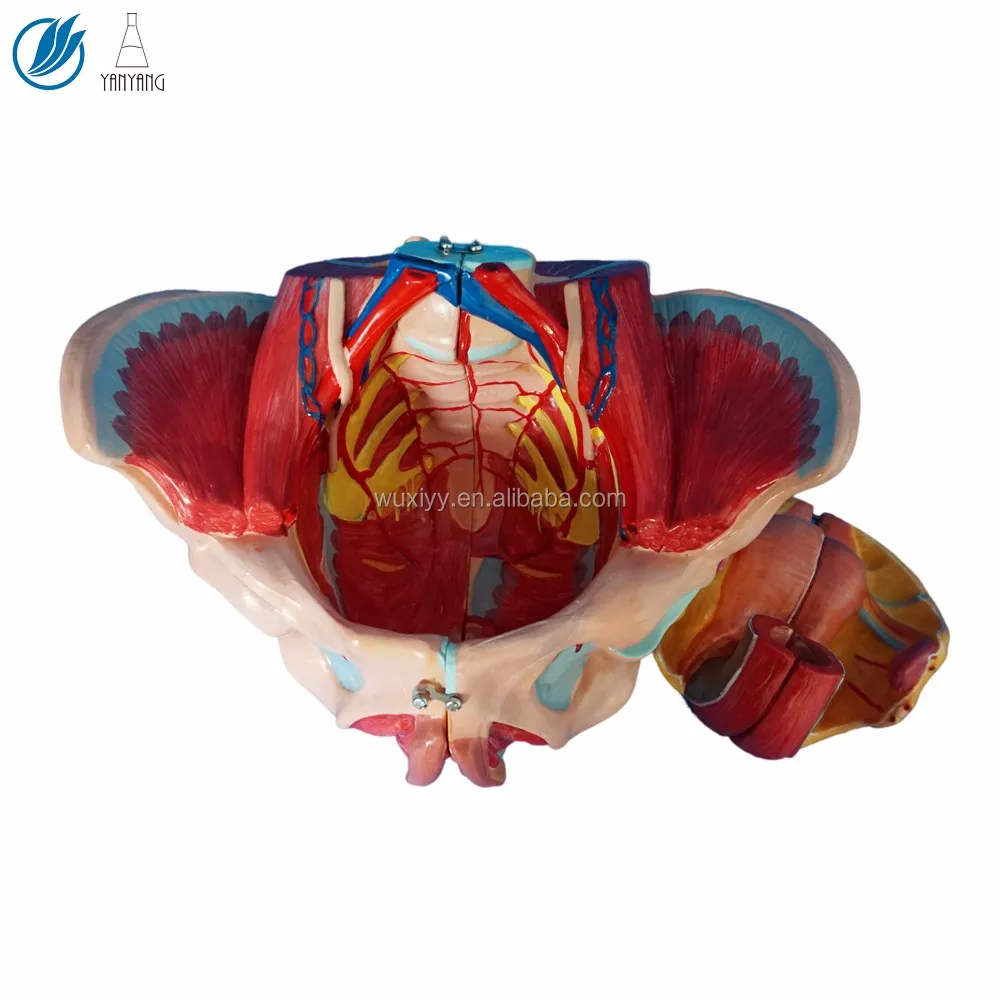 Human Female Pelvis Anatomic Model - Buy Human Female Pelvis Anatomic ...