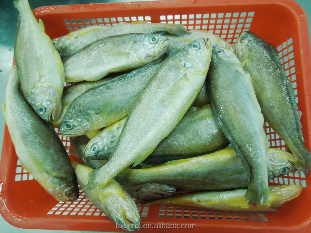 China Origin Frozen Yellow Croaker Fish Maw 500-600g - Buy Yellow ...