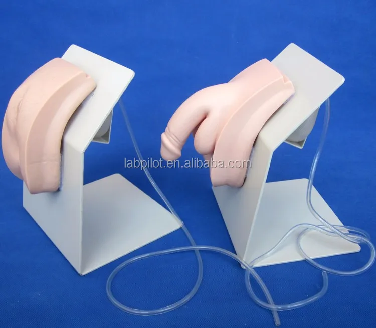 Economic Male Urinary Catheterization Simulator,Male Bladder Model ...