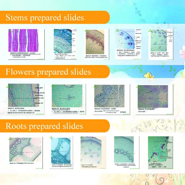 25 Pieces Botany Prepared Microscope Slides Set of Plant Cells