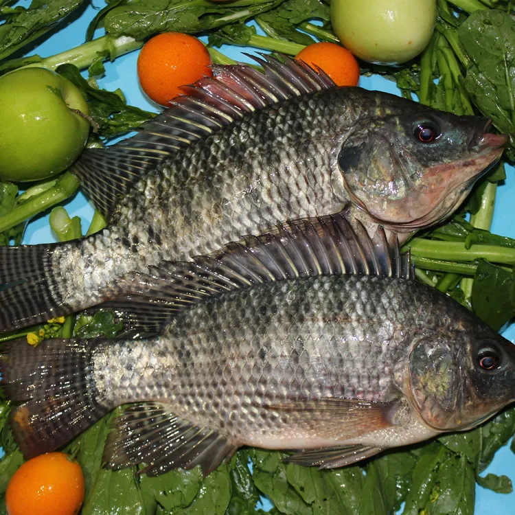 Top Quality Congo Fish Good Market Tilapia - Buy Tilapia Frozen,Frozen ...