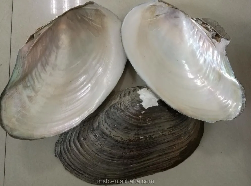 White Mother Of Pearl Farmed Freshwater Raw River Shell - Buy River ...