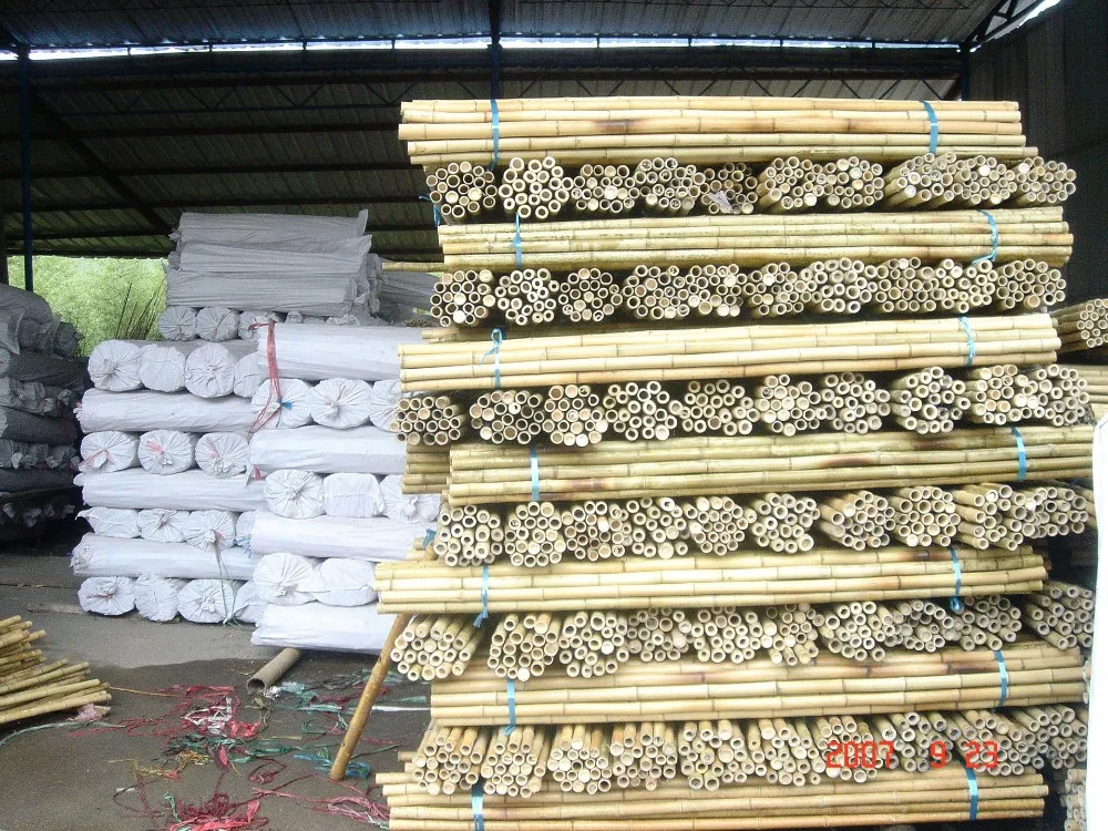 Natural Tonkin Bamboo Cane - Buy Bamboo Canes For Sale,Bamboo Walking ...