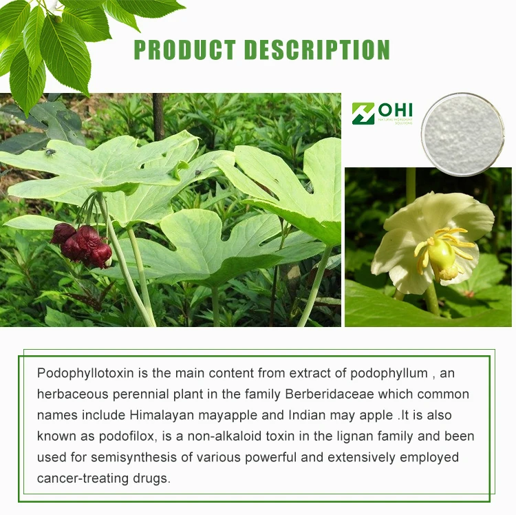 100% Natural Podophyllum Hexandrum Extract Podophyllin Resin 50% - Buy ...