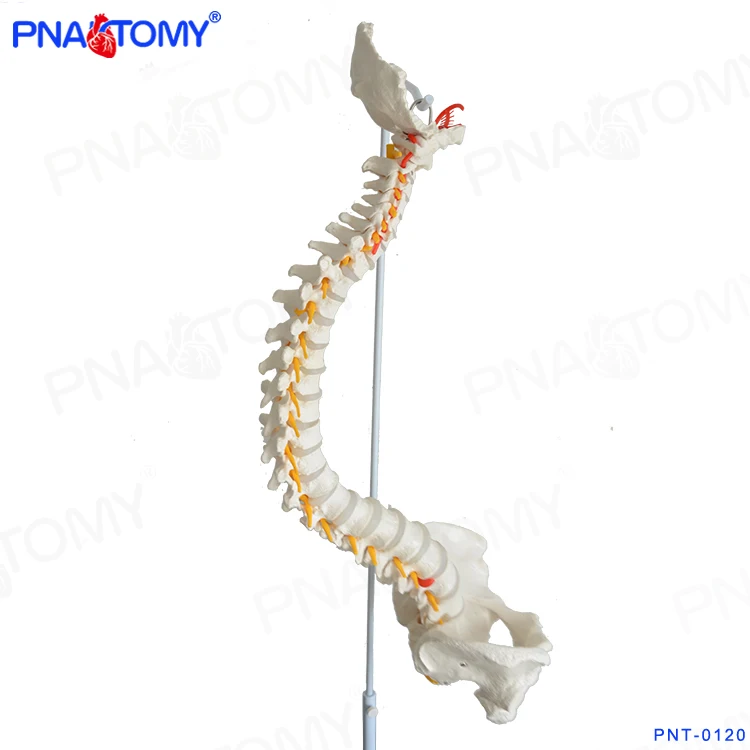 Anatomical Human Teaching Plastic Medical Spine Anatomy Model - Buy ...
