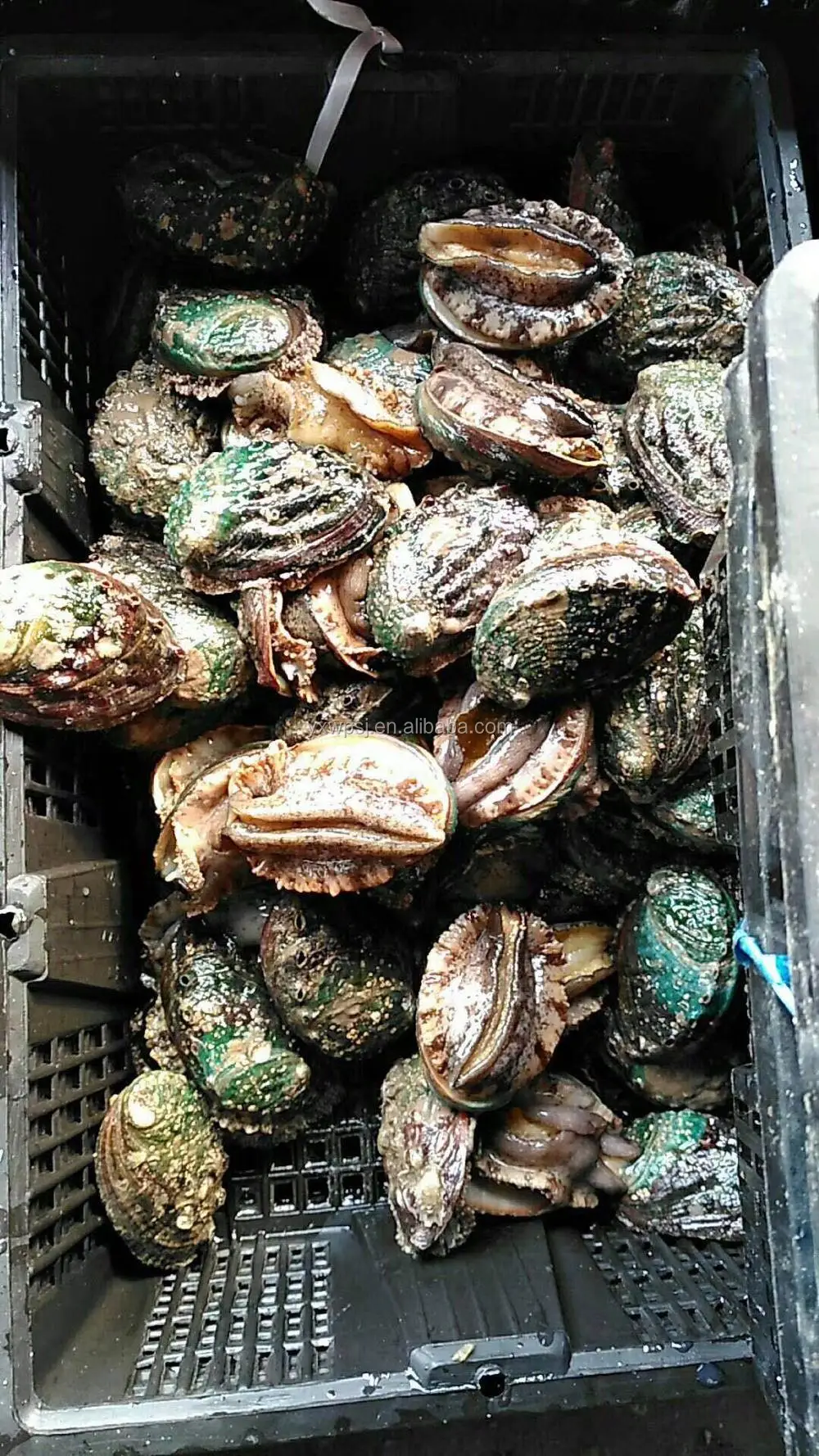 Abalone Basket - High Quality Seafood Transport Solution