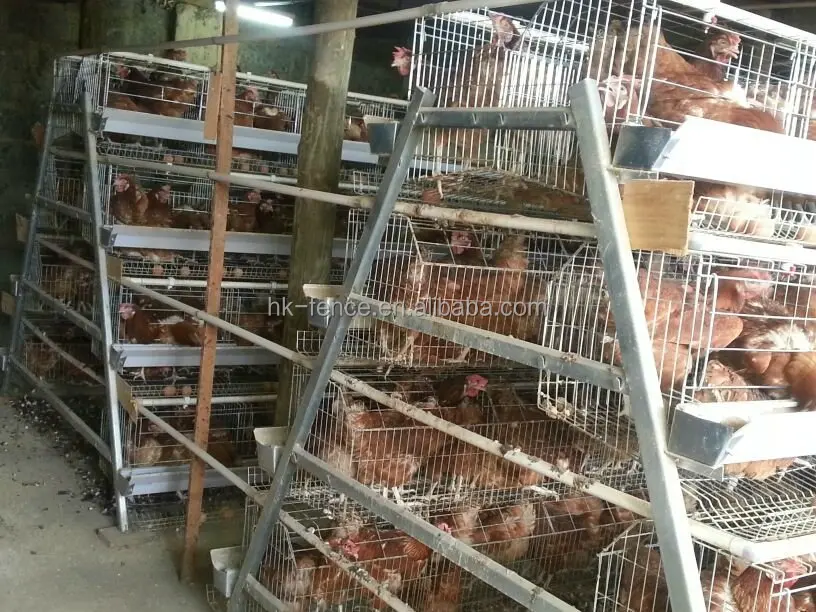 Layer Egg Chicken Cage Poultry Farm House Design For African Market ...