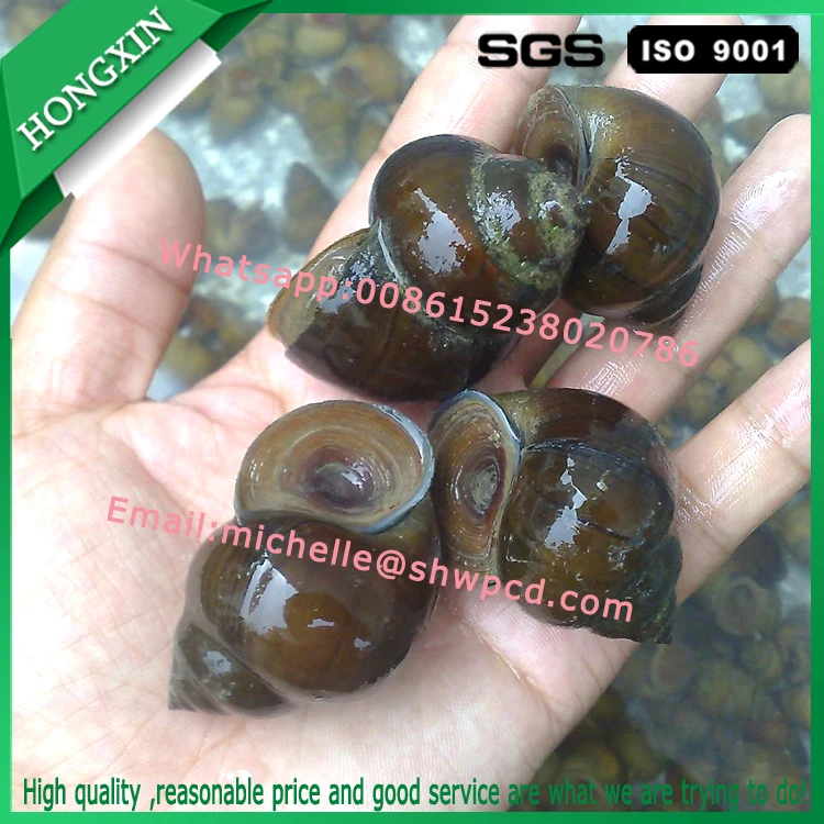 Snail Shell And Meat Separator,Snail Processing Machine,Snail Meat ...