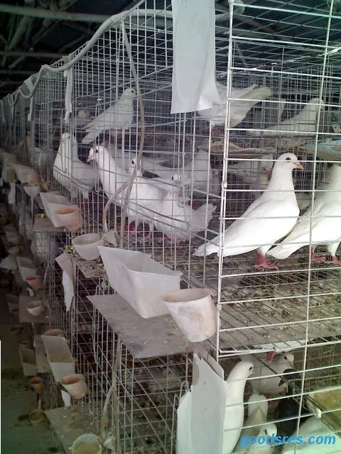 HJ-PC24 Pigeon Breeding Cage - Durable & Flexible Design