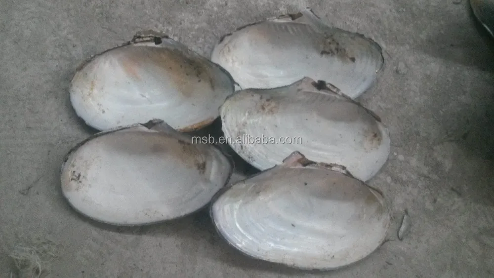 Big Size Chinese Mother Of Pearl Raw Shells In Cheap Price - Buy Mother ...