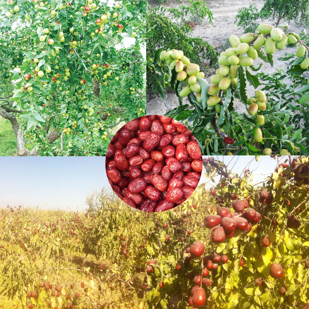 Roasted Dried Chinese Red Dates - Buy Roasted Dried Red Dates,Red Dates ...